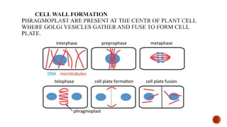 Cell wall.presentation | PPTX