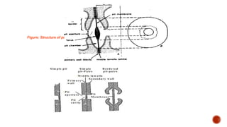 Cell wall.presentation | PPT