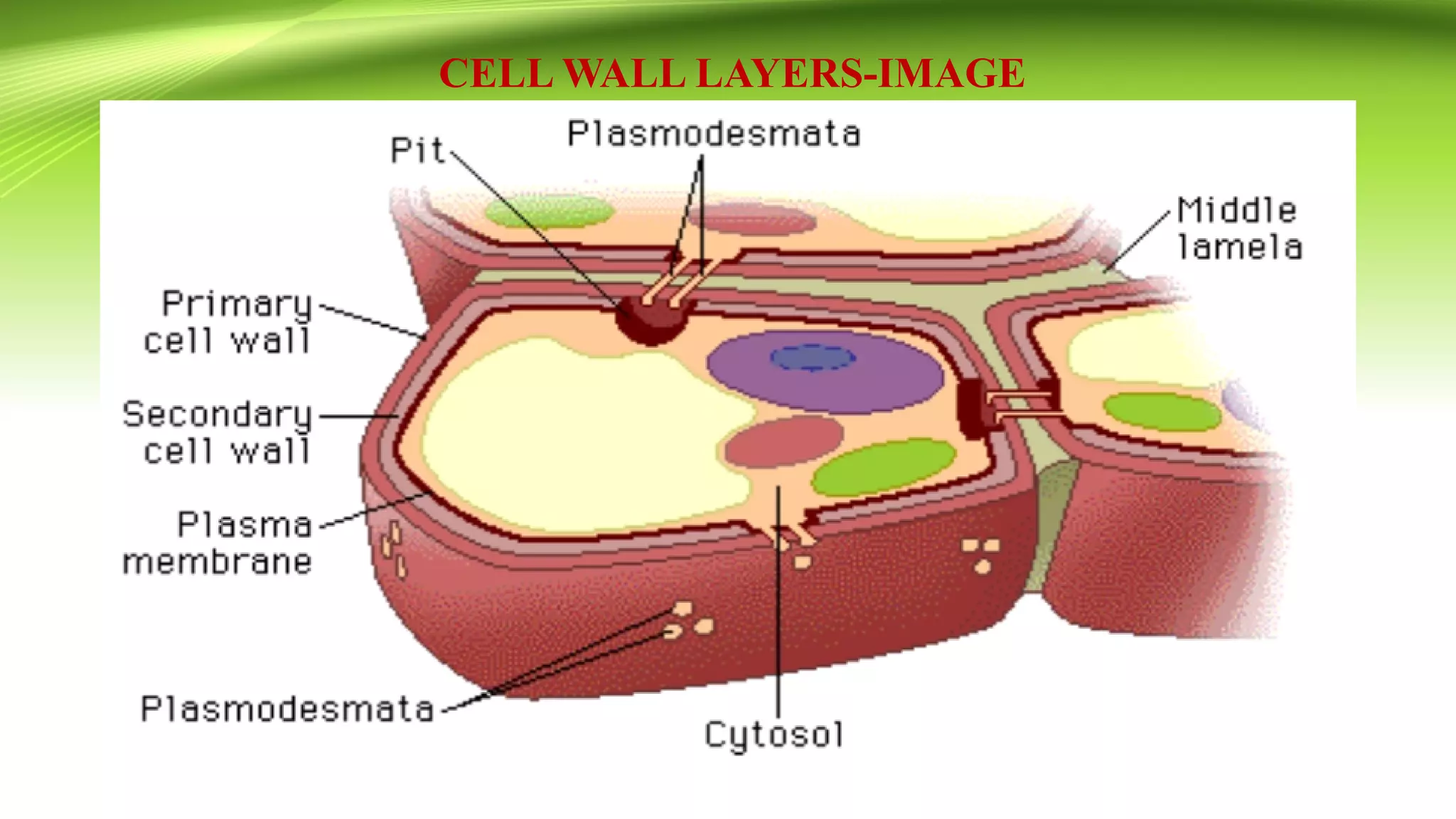 Cell wall | PDF
