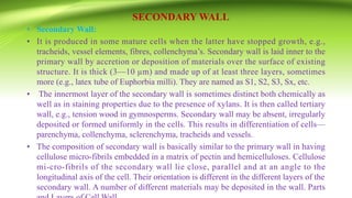 Cell wall | PDF