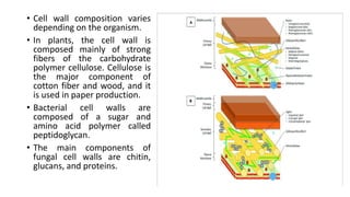 Cell Wall.pptx