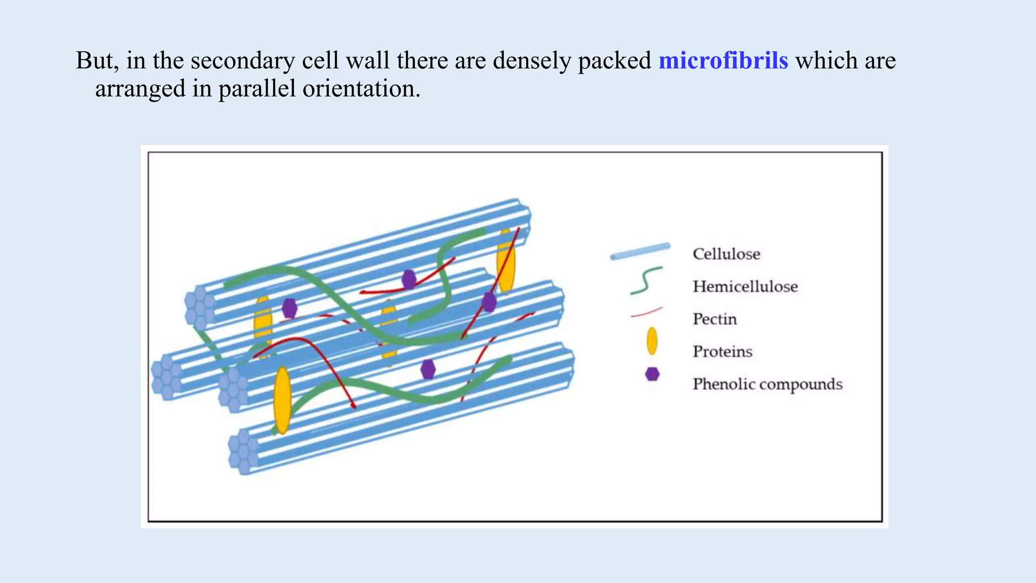CELL WALL.pptx