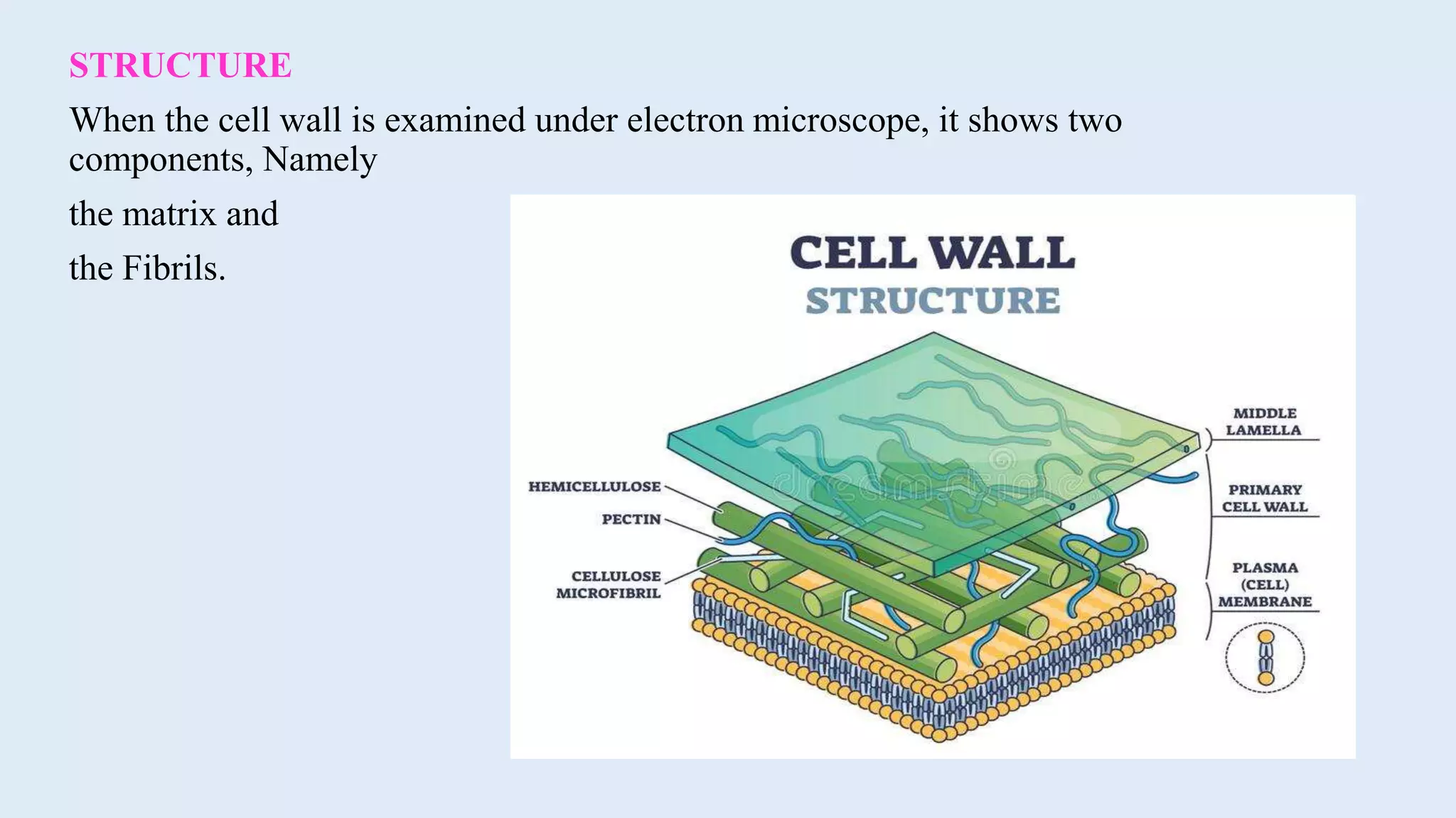 CELL WALL.pptx