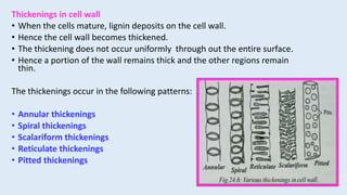 CELL WALL.pptx