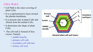 CELL WALL.pptx