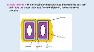 CELL WALL.pptx