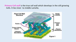 CELL WALL.pptx