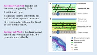 CELL WALL.pptx
