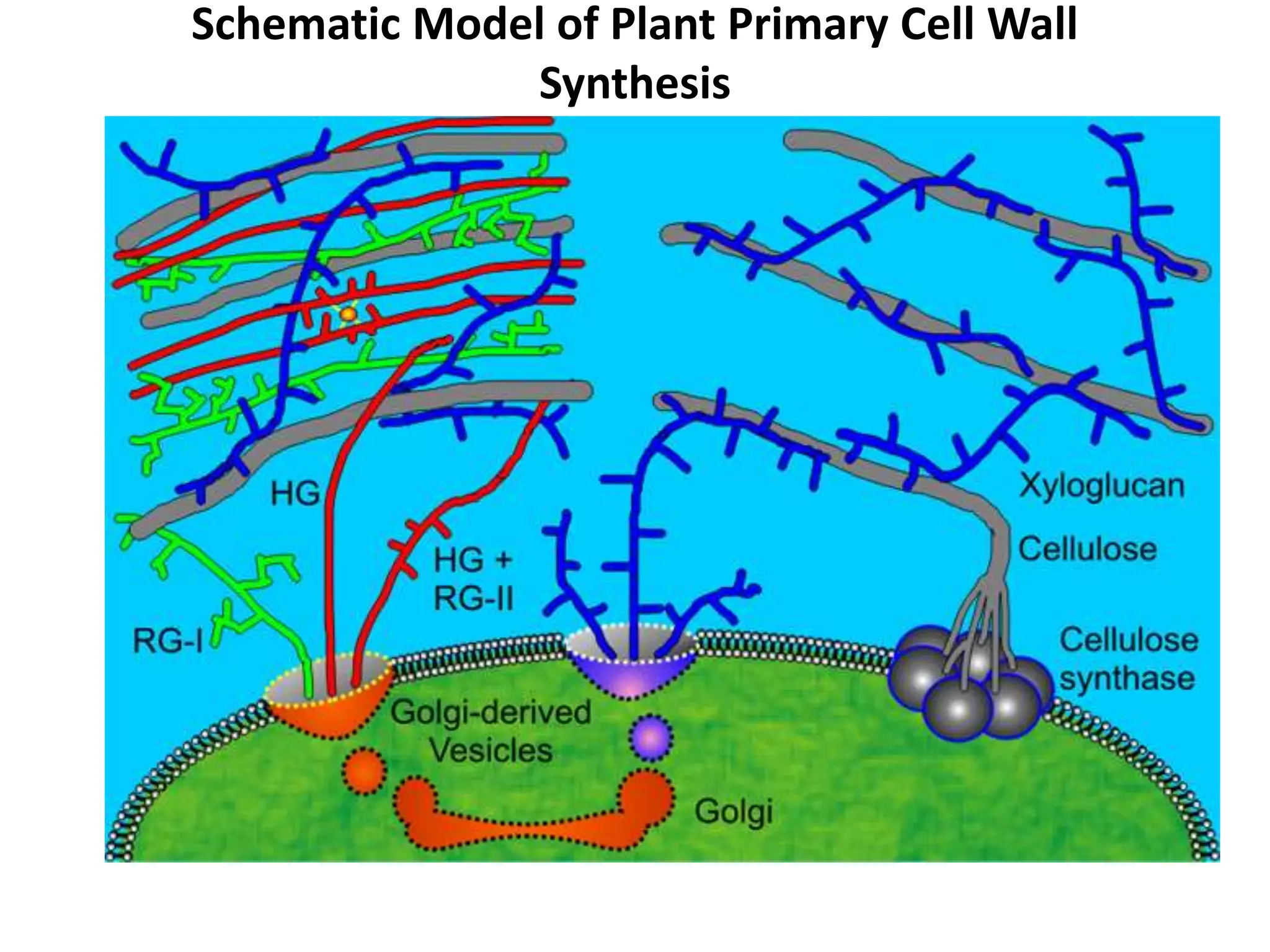 Cell wall.ppt