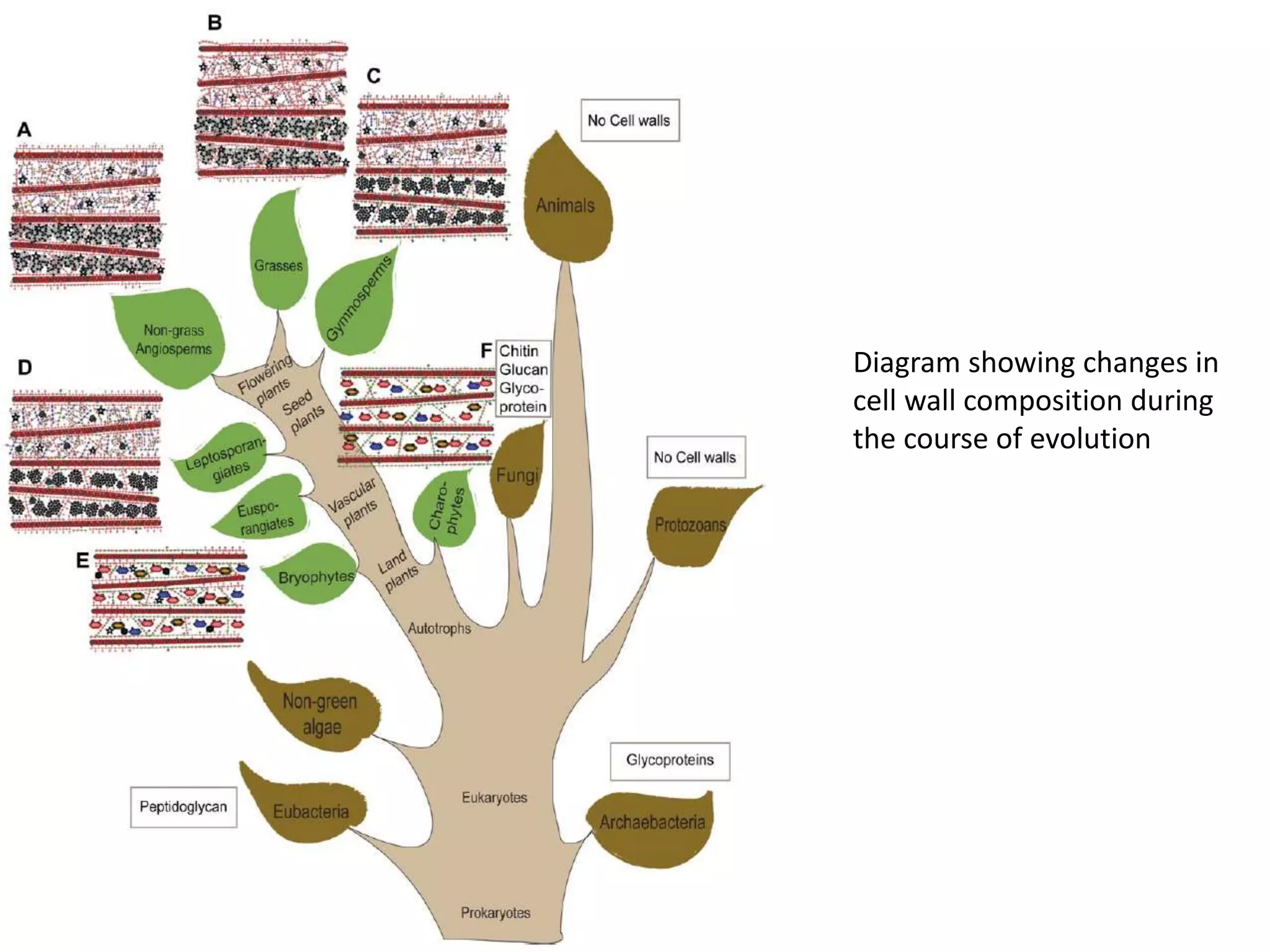Cell wall.ppt
