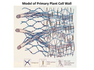 Cell wall.ppt