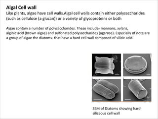Cell wall is a part of cell structure that covers it from outside | PPT