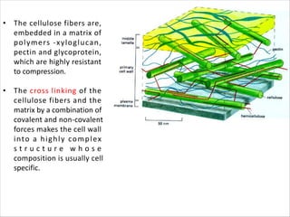 Cell wall is a part of cell structure that covers it from outside | PDF