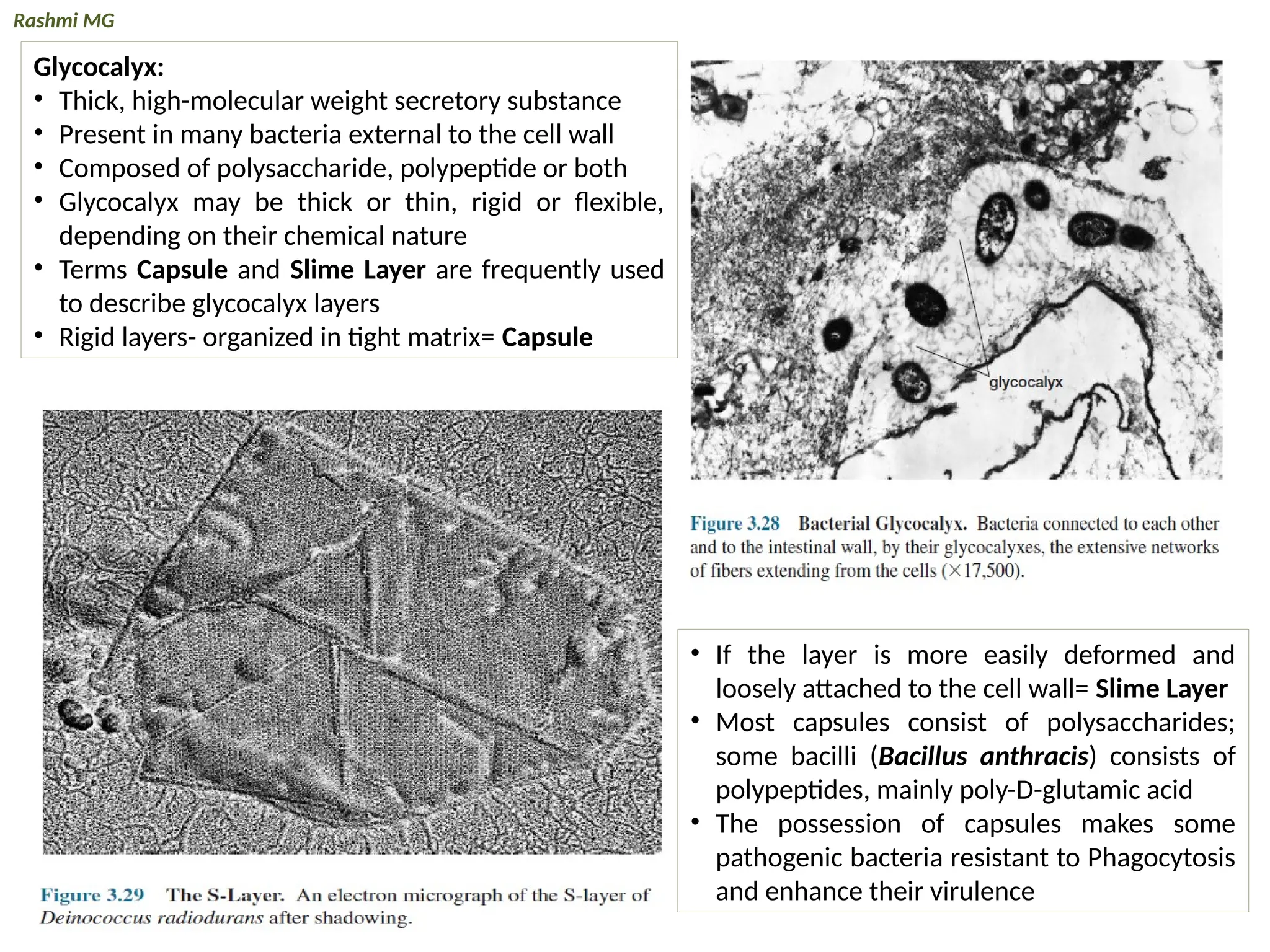 Cell wall of prokaryotic cell and eukaryotic cell.pptx