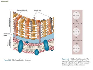 Cell wall of prokaryotic cell and eukaryotic cell.pptx