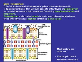 Cell Wall-I.ppt