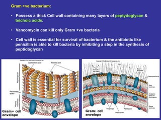 Cell Wall-I.ppt