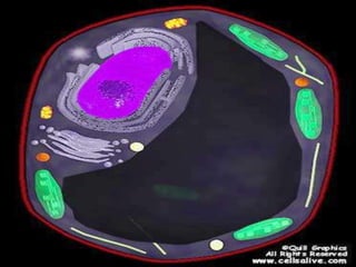 Cell Wall-I.ppt