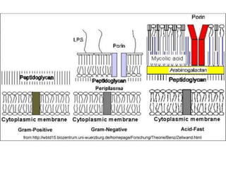Cell Wall-I.ppt