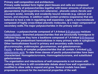 Cell Wall-I.ppt