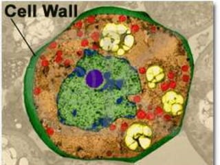 Cell Wall-I.ppt