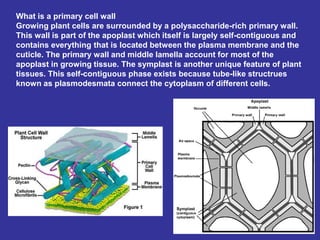 Cell Wall-I.ppt
