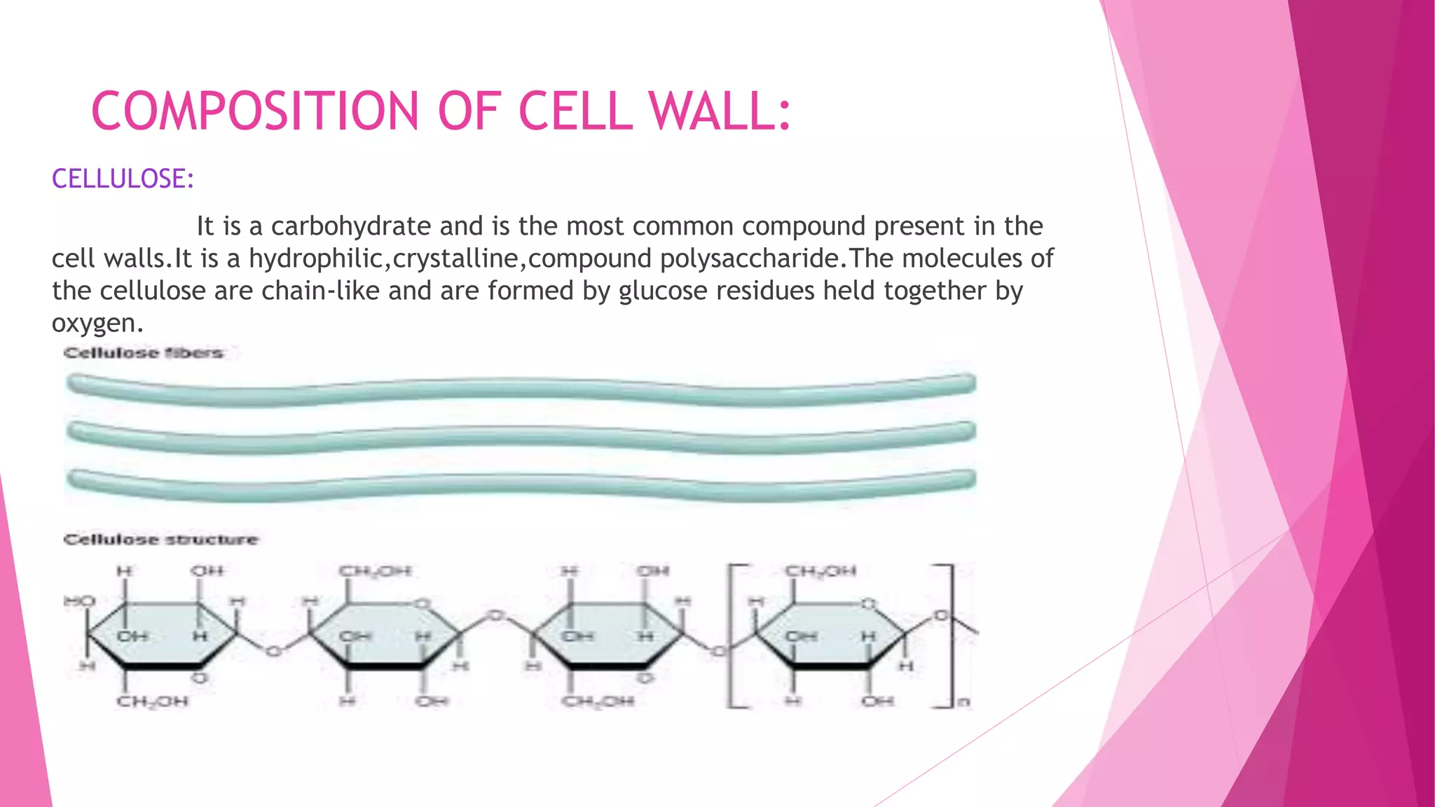 Cell wall | structure composition and Functions | PPTX