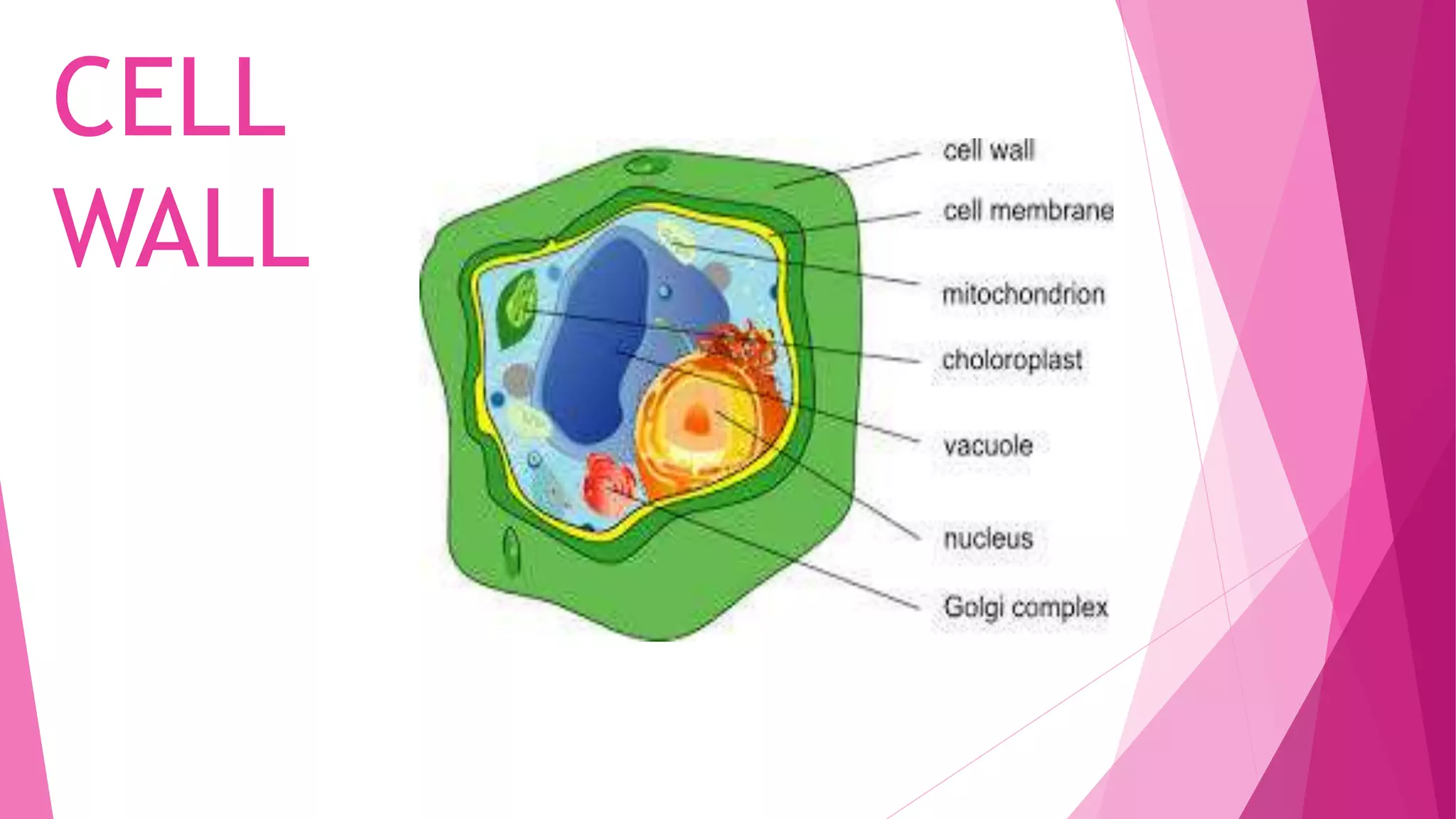 Cell wall | structure composition and Functions | PPTX