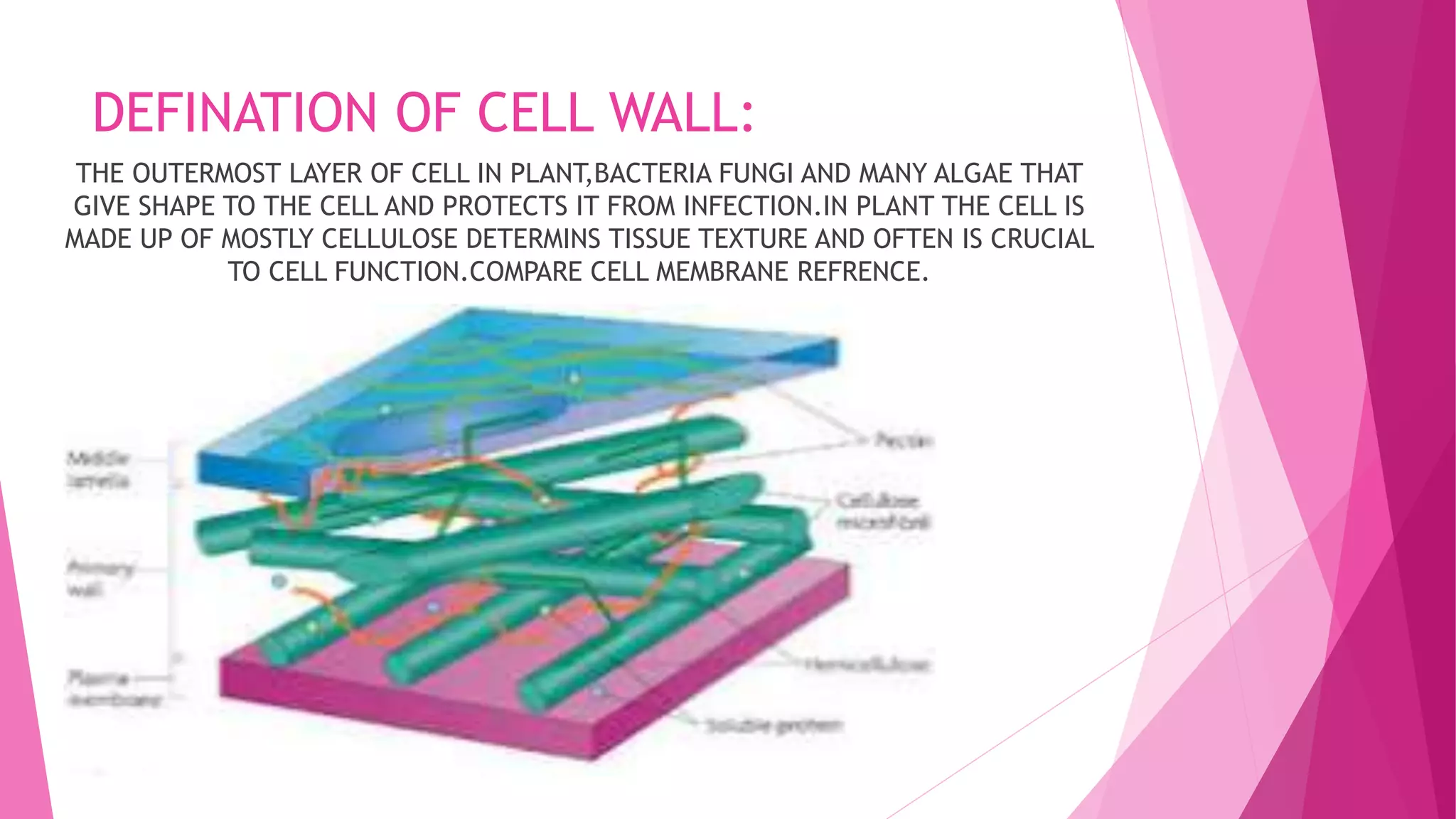Cell wall | structure composition and Functions | PPTX