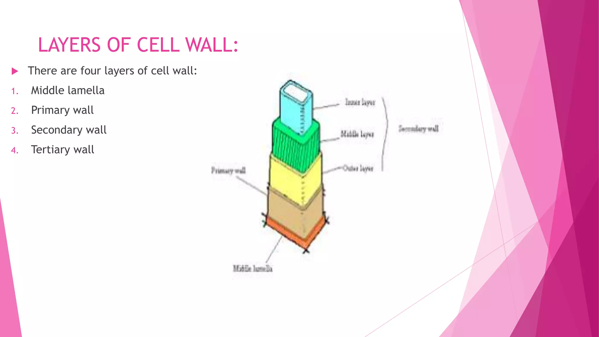 Cell wall | structure composition and Functions | PPTX