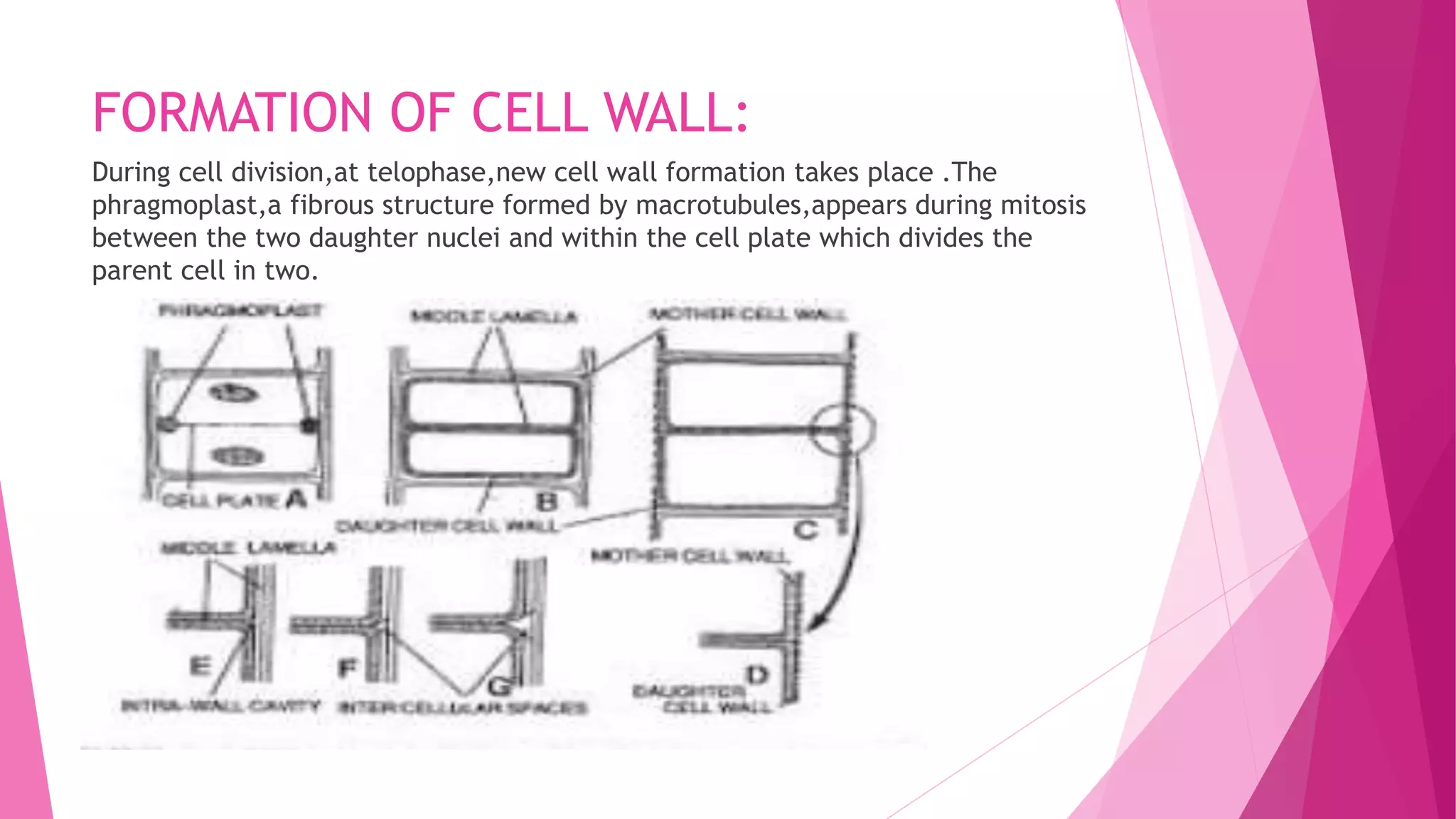 Cell wall | structure composition and Functions | PPTX