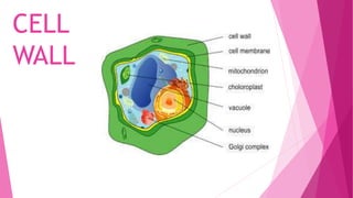 Cell wall | structure composition and Functions | PPTX