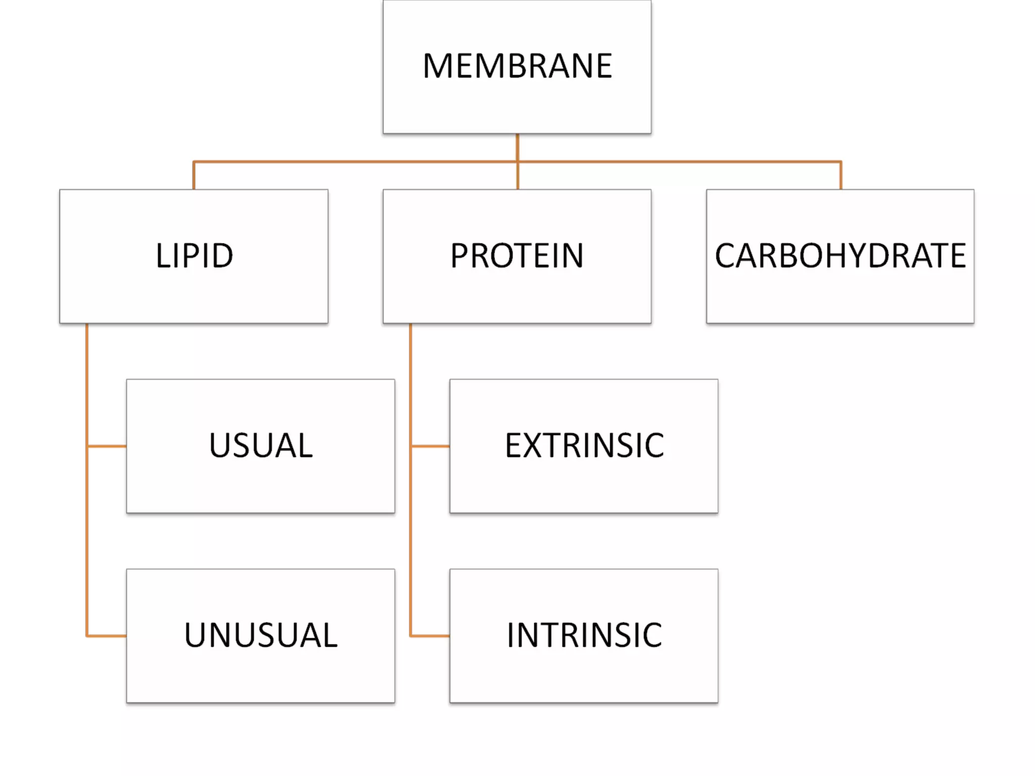 Cell Wall Algae Ppt