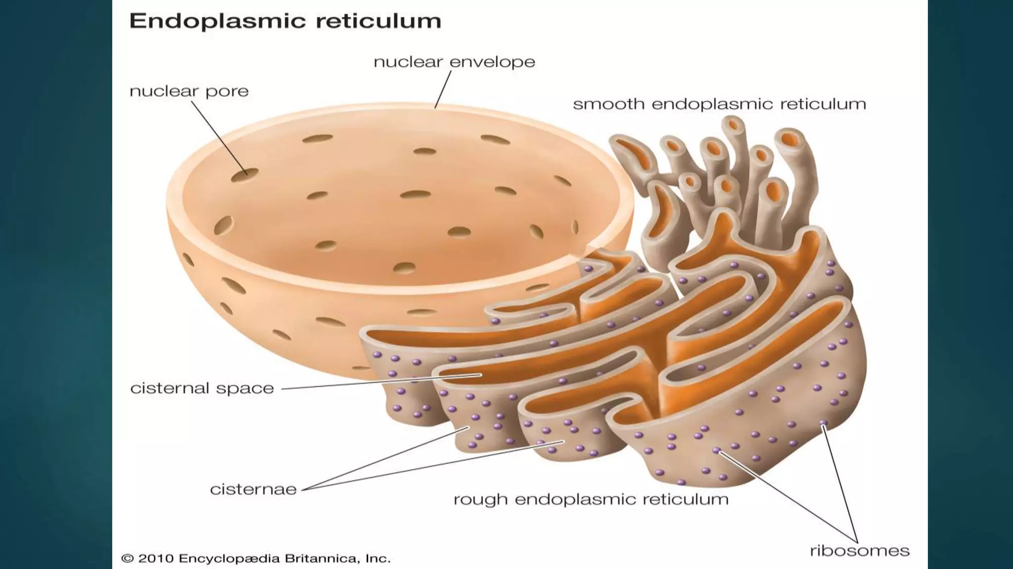 Cell wall and endoplasmic reticulum golgi body | PPT