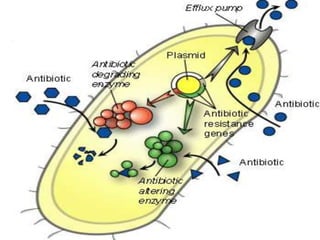 Inhibitors of Cell wall and protein synthesis in bacteria BDS Sem III ...