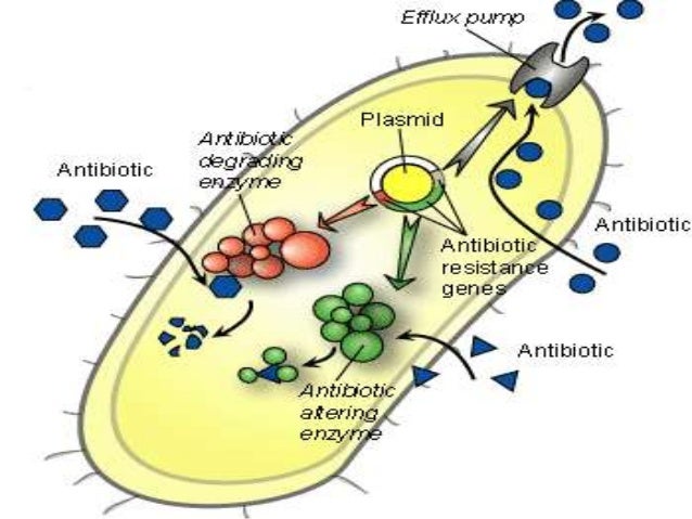 Inhibitors of Cell wall and protein synthesis in bacteria BDS Sem III…