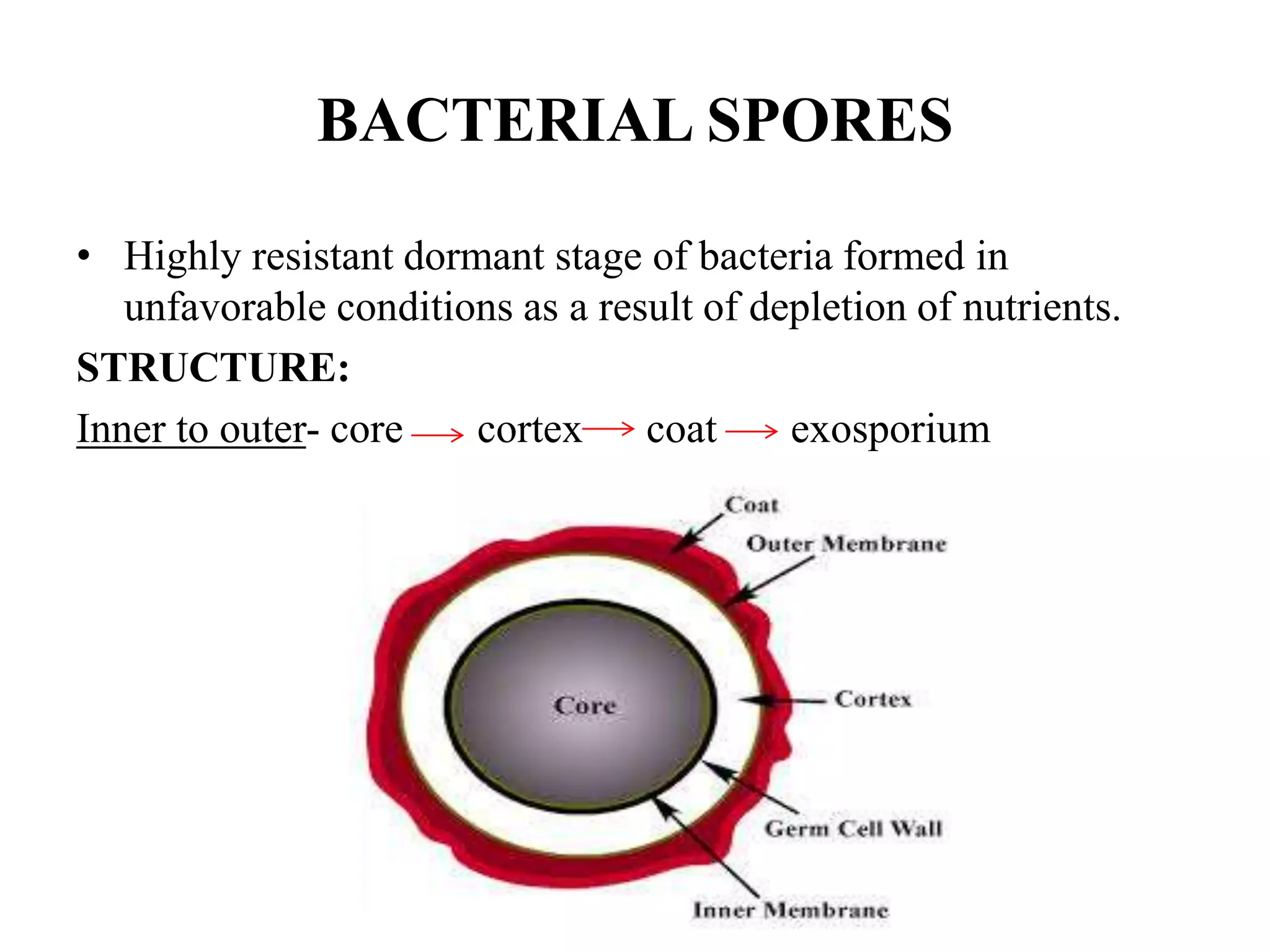 Cell wall appendages | PPTX