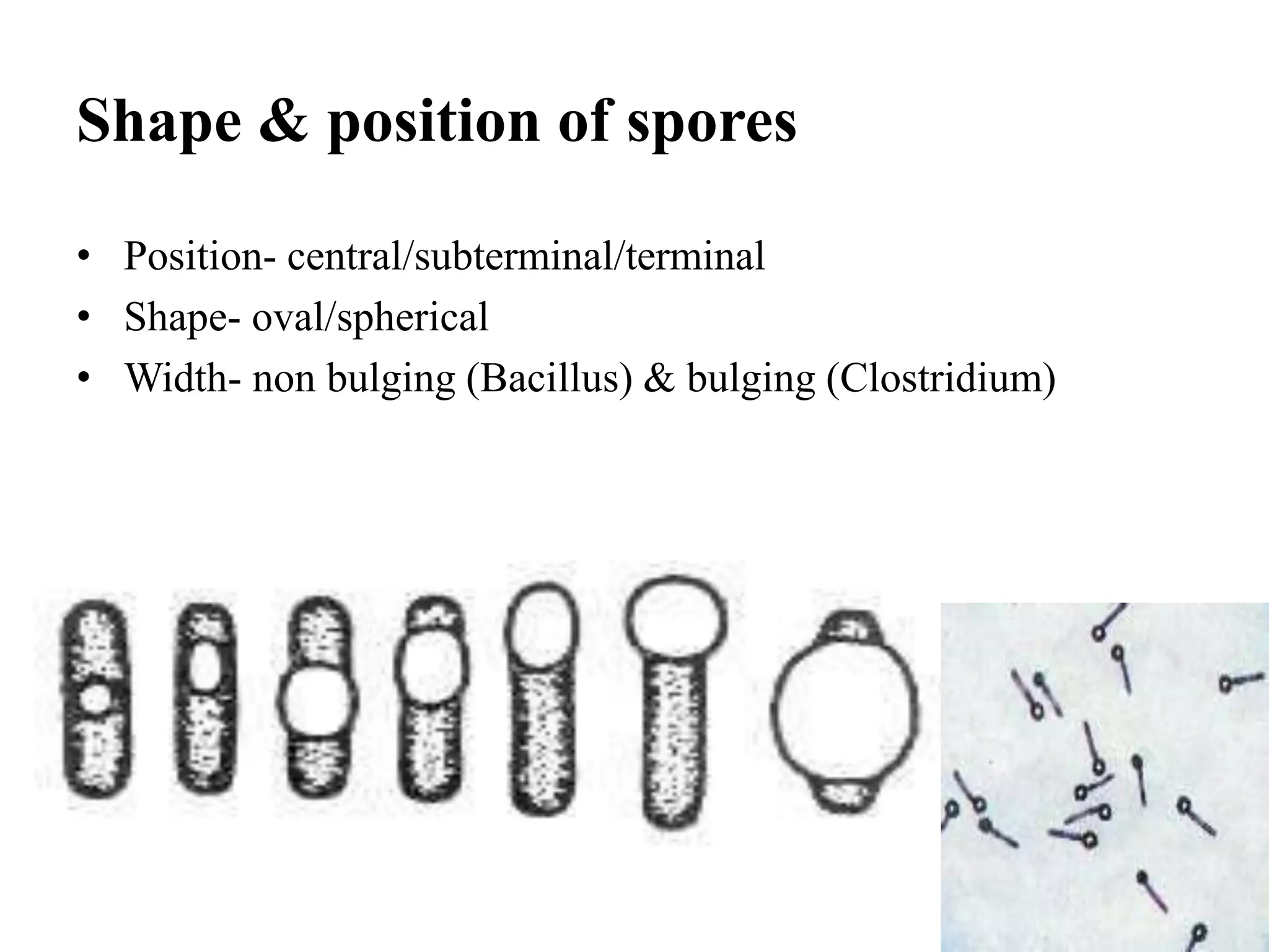 Cell wall appendages | PPTX
