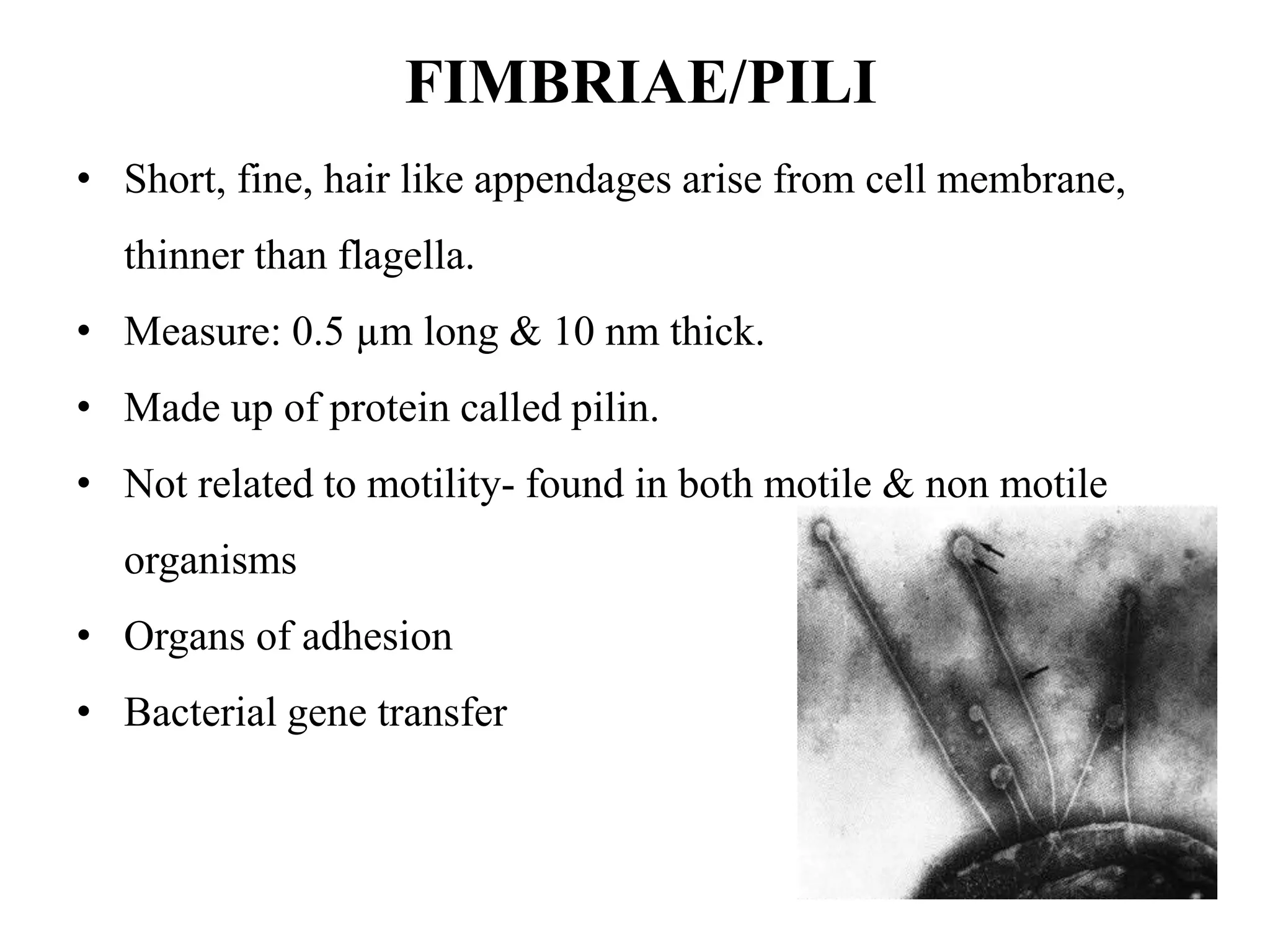 Cell wall appendages | PPTX