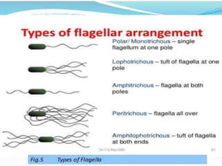 Cell wall appendages | PPTX