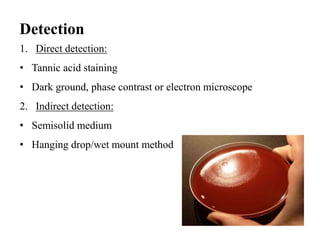 Cell wall appendages | PPTX