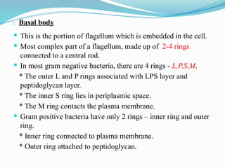 CELL WALL APPENDAGES.pptx of microbiology | PPTX