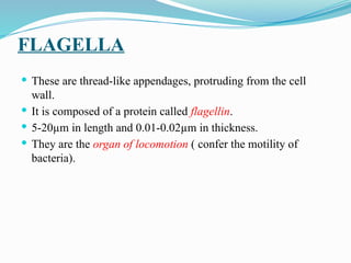 CELL WALL APPENDAGES.pptx of microbiology | PPT