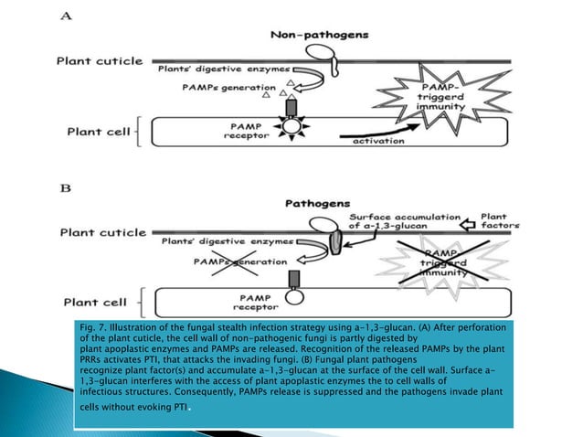 Plant Cell wall and its role in defense mechanism | PPTX