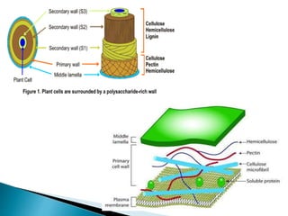 Plant Cell wall and its role in defense mechanism | PPTX