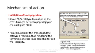 Pharmacology - Cell wall inhibitors 1 | PDF