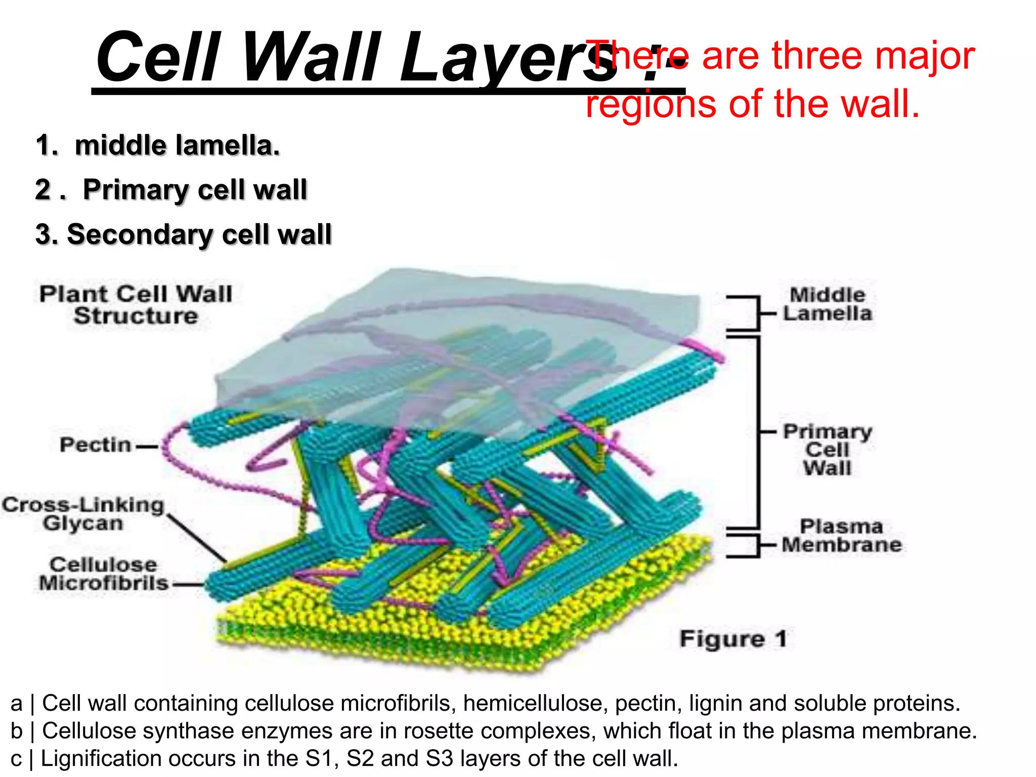 Cell wall in plants | PPTX