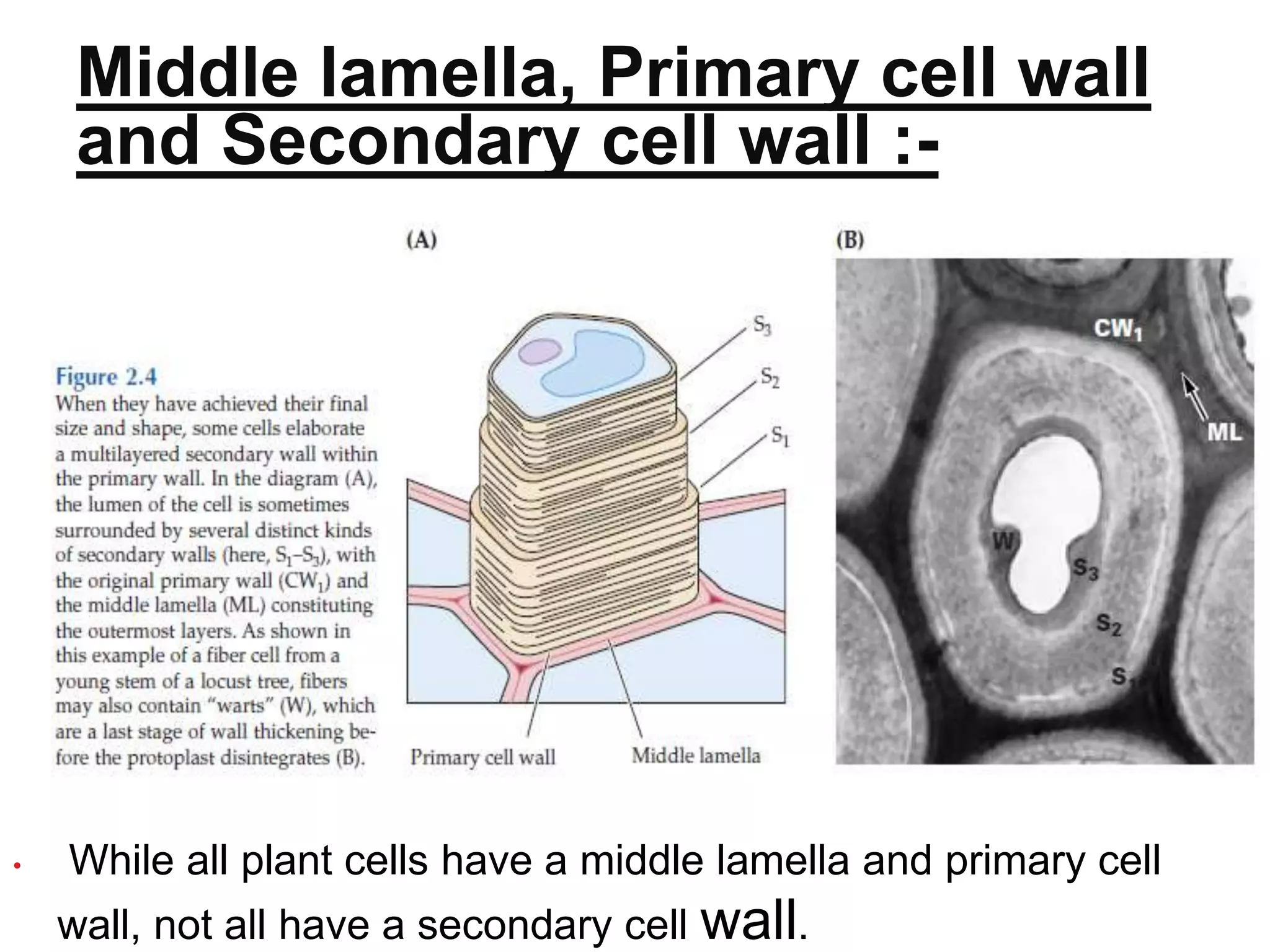 Cell wall in plants | PPTX