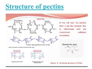 Cell wall in plants | PPTX
