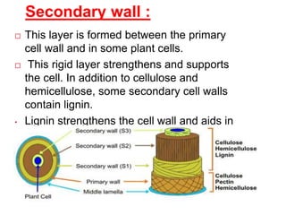 Cell wall in plants | PPTX